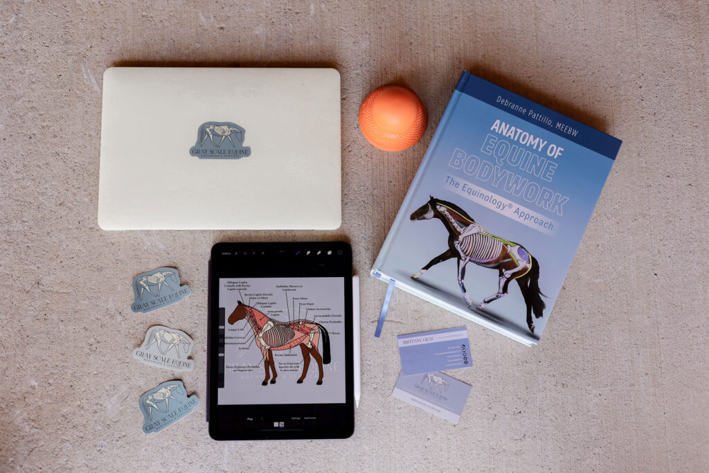 Rules & Regulations Of Equine Bodywork: Why You Need To Be Careful ...